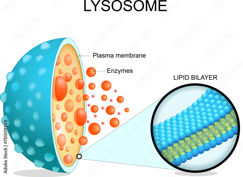 Lysosome anatomy. Cross section of a cell organelle Stock Vector ...