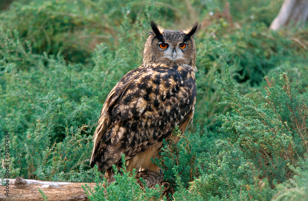 Grand duc d'Europe,.Bubo bubo, Eurasian Eagle Owl Stock Photo | Adobe Stock