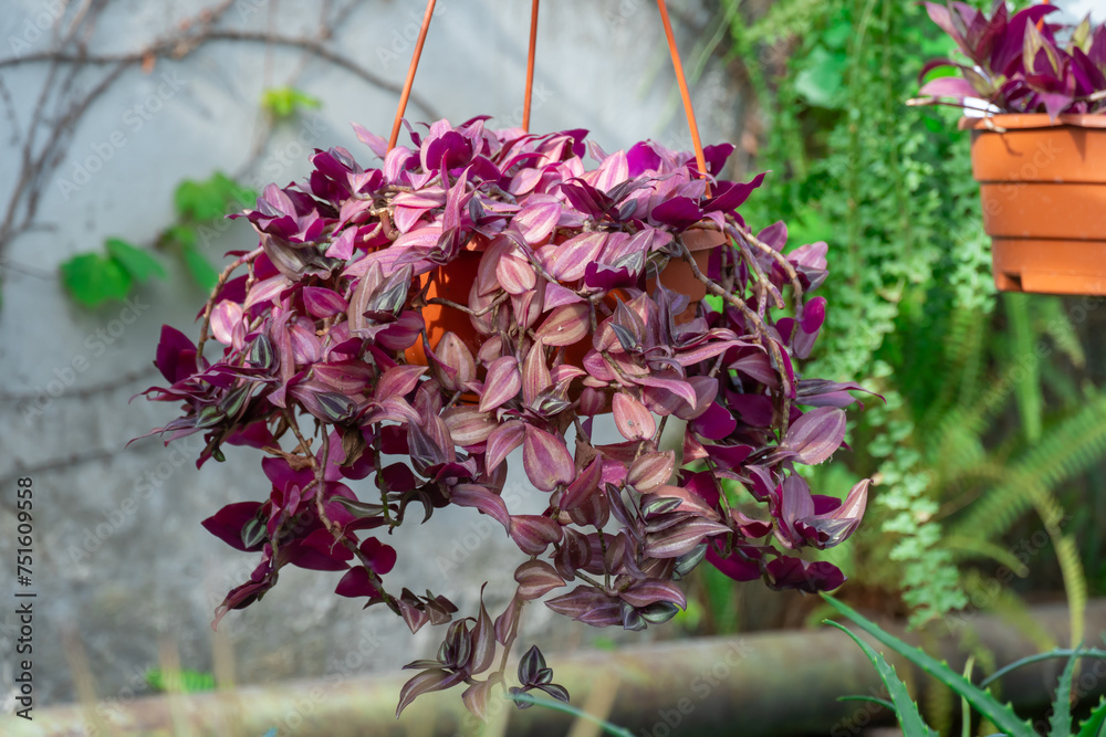 Purple leaves of tradescantia zebrina growth in flower pot. Wandering ...