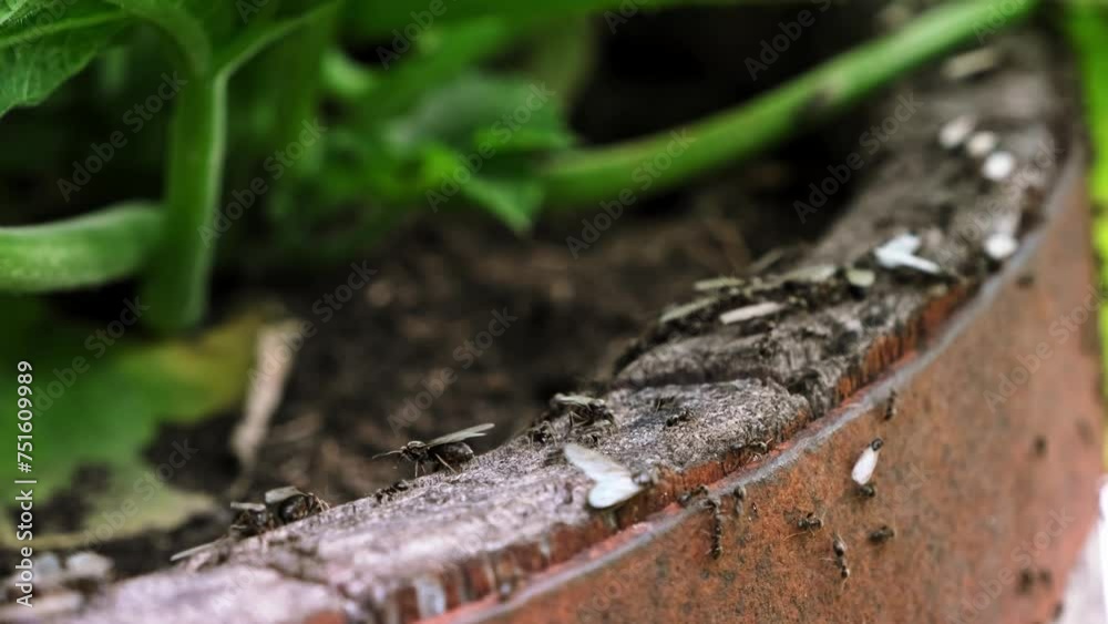 Flying ants colony wedding day. Insects busy crawling migration ...