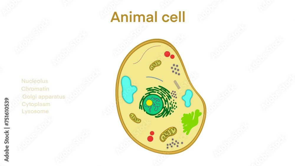 animal cell anatomy, biological animal cell with organelles cross ...