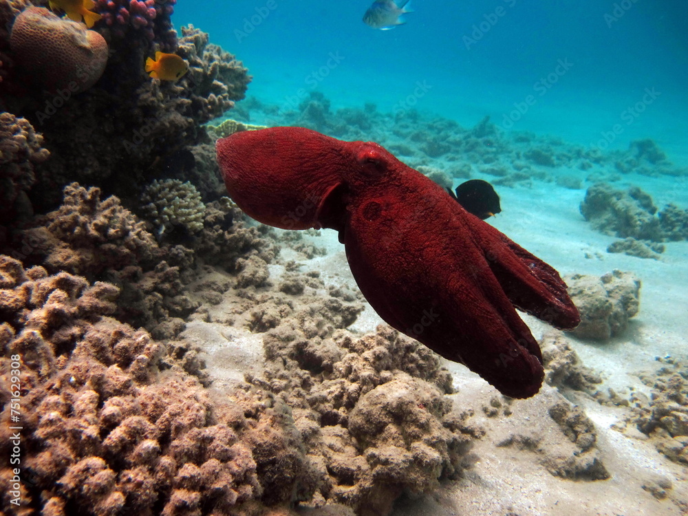 Octopus. Big Blue Octopus on the Red Sea Reefs. The cyanea octopus ...