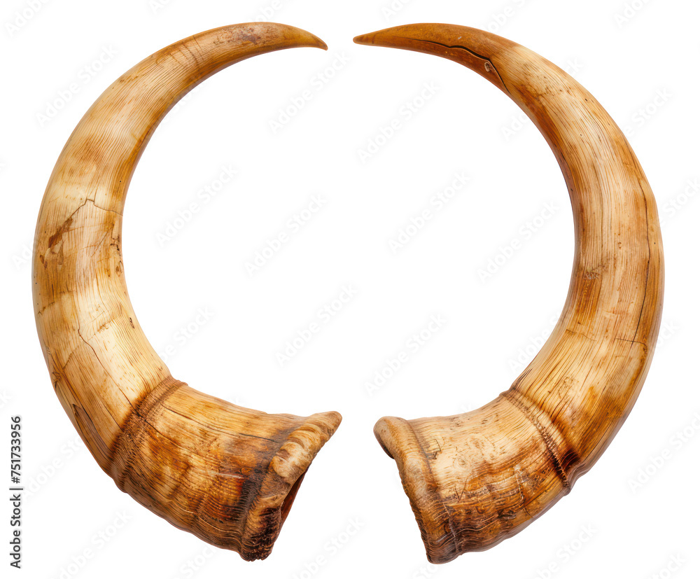 Curved horn shells, cut out - stock png. Stock Illustration | Adobe Stock