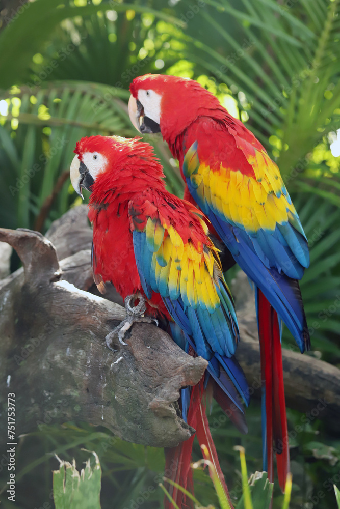Ara chloroptera South American parrot, a member of a large group of ...