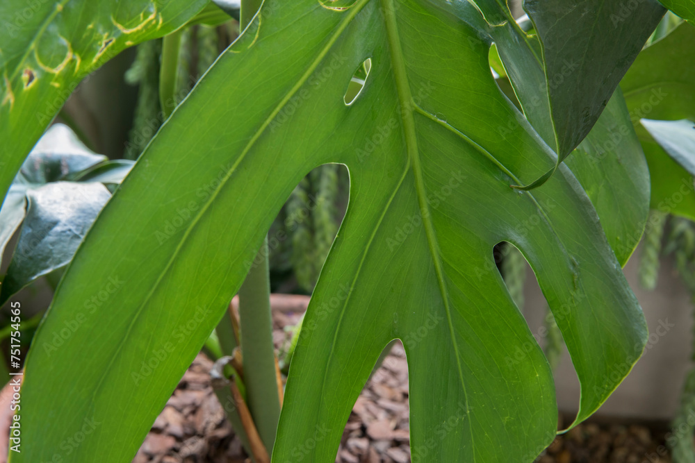 Exotic flora. Closeup view of a Monstera deliciosa also known as split ...