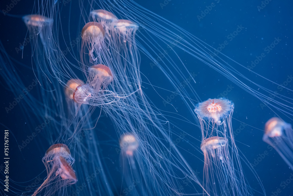 A swarm of ethereal jellyfish with long tentacles drifts in the ...