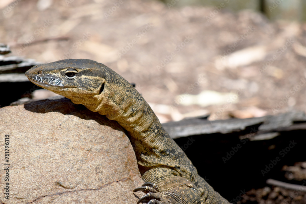 Rosenberg's monitor lizards have elongated head and neck, a relatively ...
