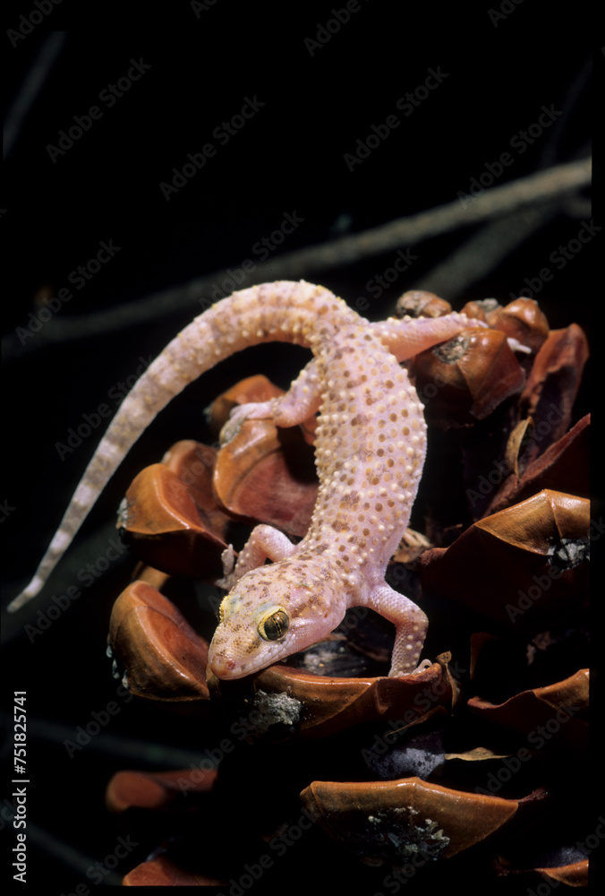 Geco verrucoso, Hemidactylus turcicus, Mediterranean Gecko, on a pine ...