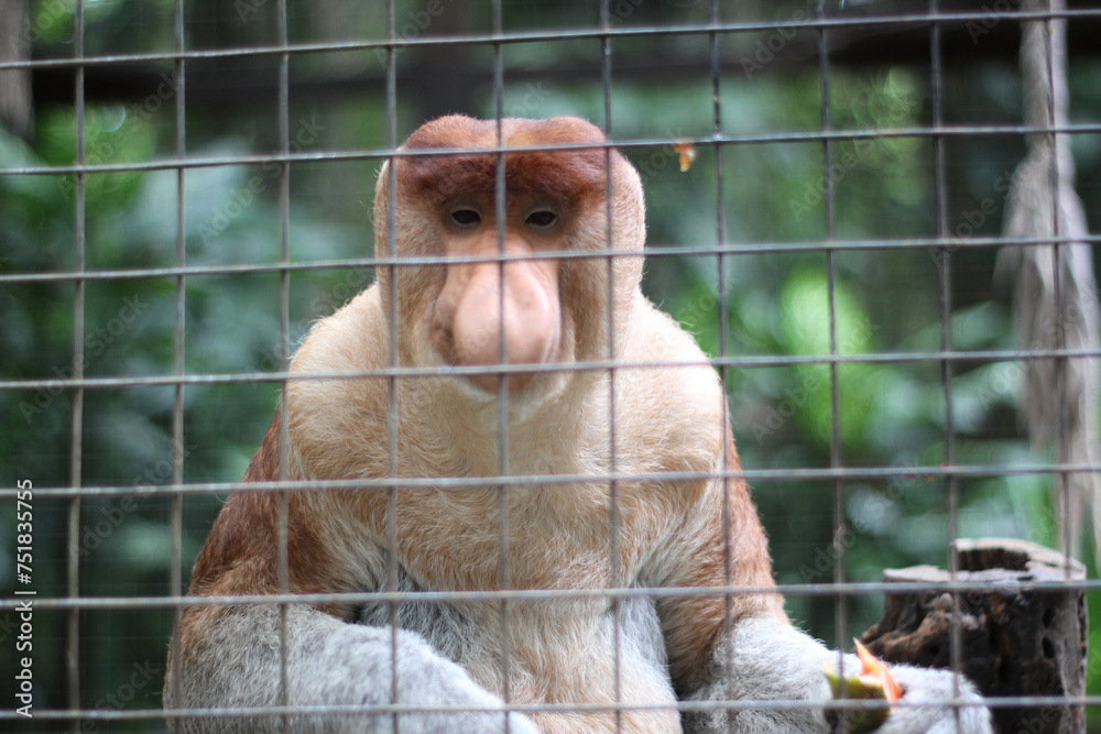 Proboscis monkey in the zoo, Proboscis monkey long nose with reddish ...