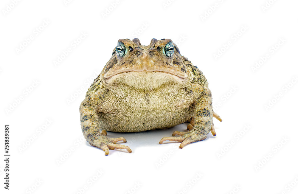 toad isolated on white background. Southern toad - Anaxyrus terrestris ...