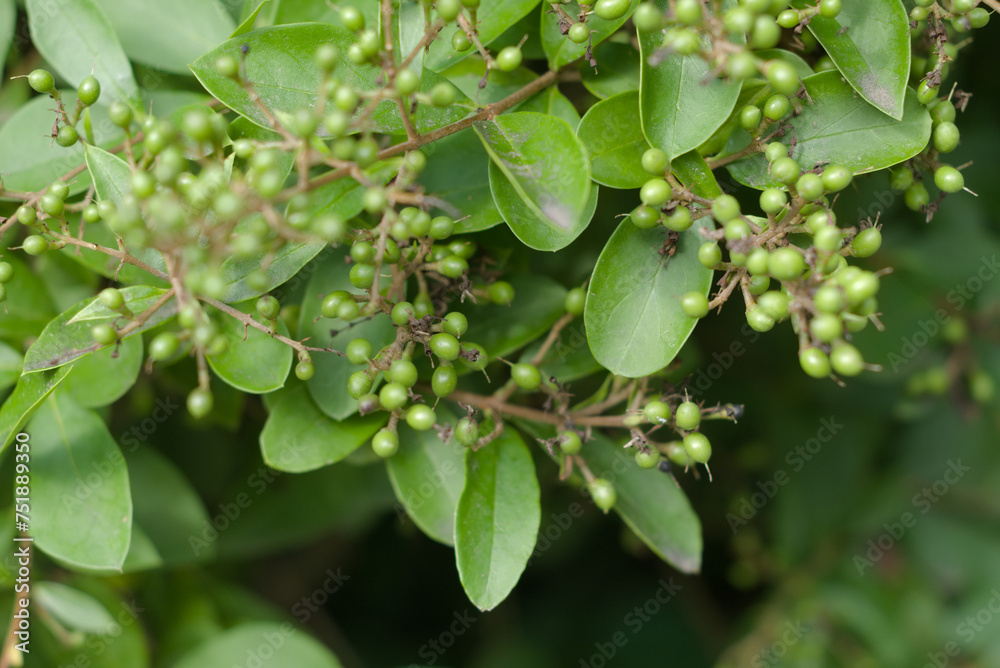 Ligustrum sinense or Chinese privet. This is an evergreen ornamental plant with poisonous ...