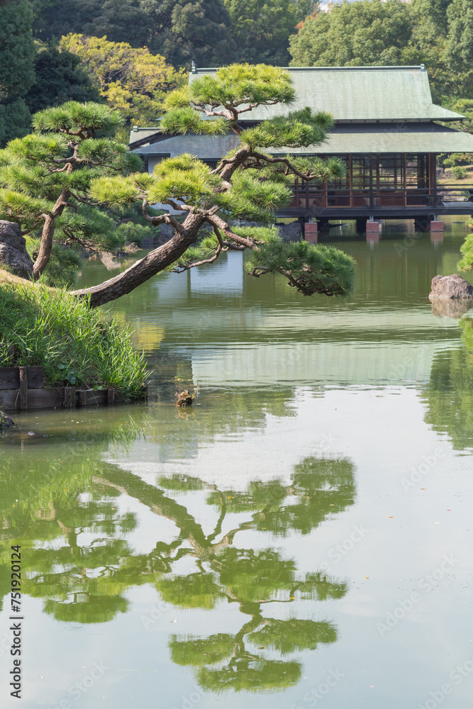 green pine tree reflected on the water surface of pond in kiyosumi ...