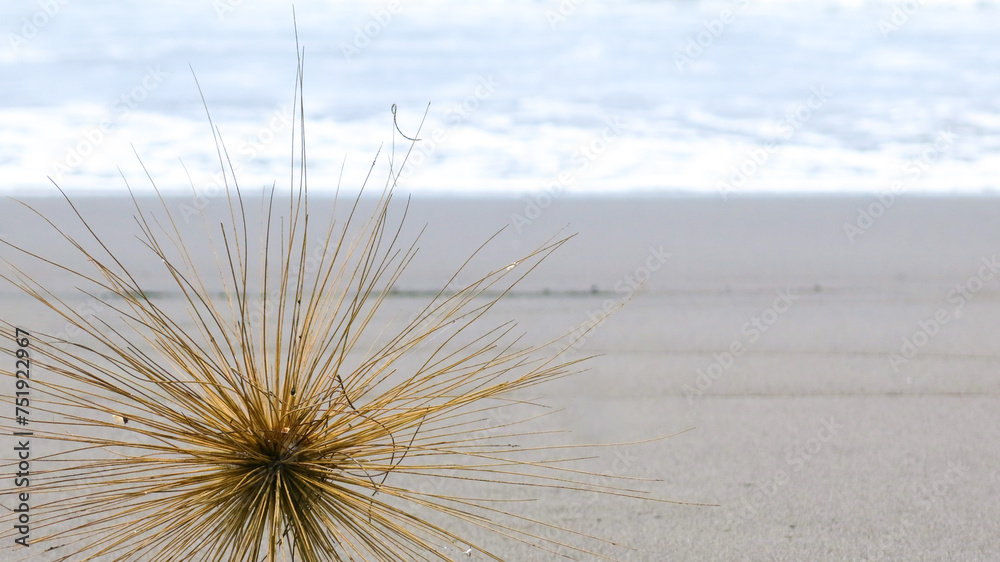 Spinifex grass seed head. also called running grass, rolling grass, or ...