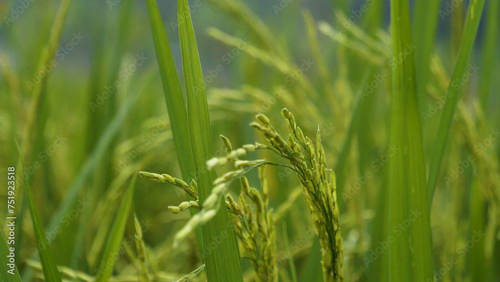 Rice Field Green agriculture ecosystem Asian rice paddy field Vietnam ...