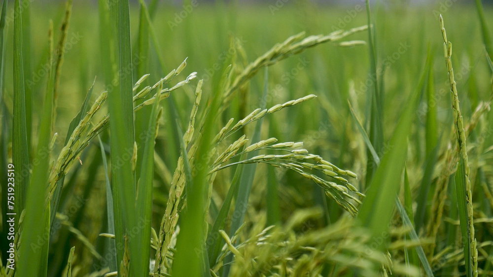 Rice Field Green agriculture ecosystem Asian rice paddy field Vietnam ...