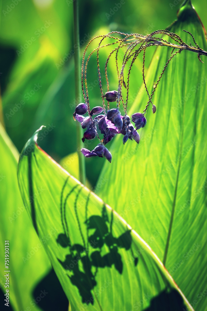 Thalia dealbata, the powdery alligator-flag, hardy canna, or powdery ...