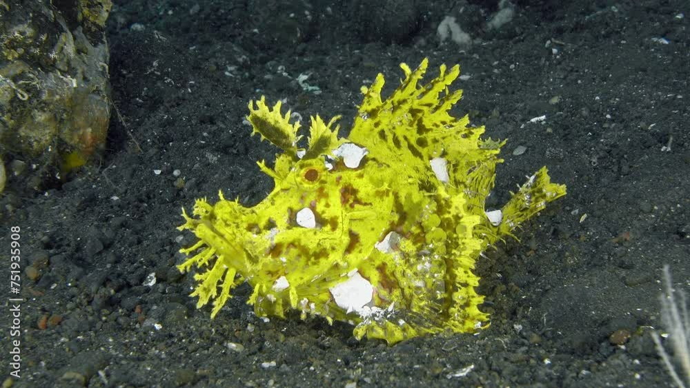 The scorpion fish sits on the bottom of the sea, swaying from side to ...