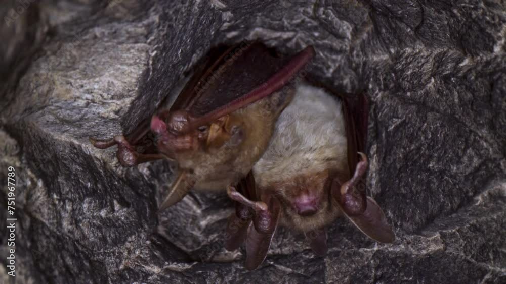 Close up strange animal Greater mouse-eared bat group (Myotis myotis ...
