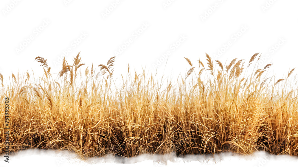 Poster Cutout dried grass meadows savanna field isolated on transparent ...