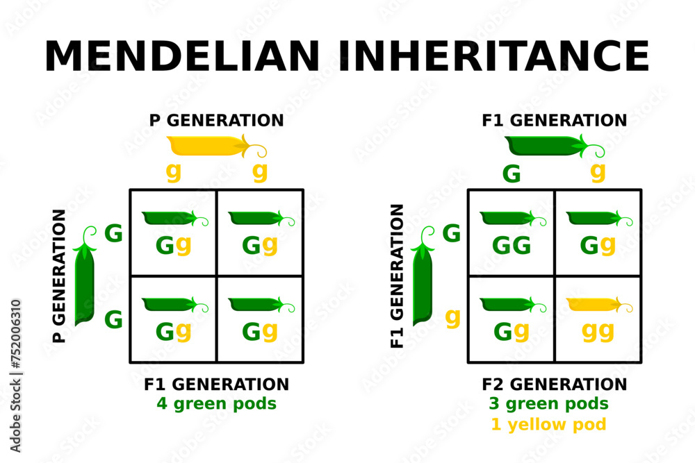 Mendelian inheritance. Punnett square. Genetic cross with known ... Mendelian inheritance. Punnett square. Genetic cross with known ...