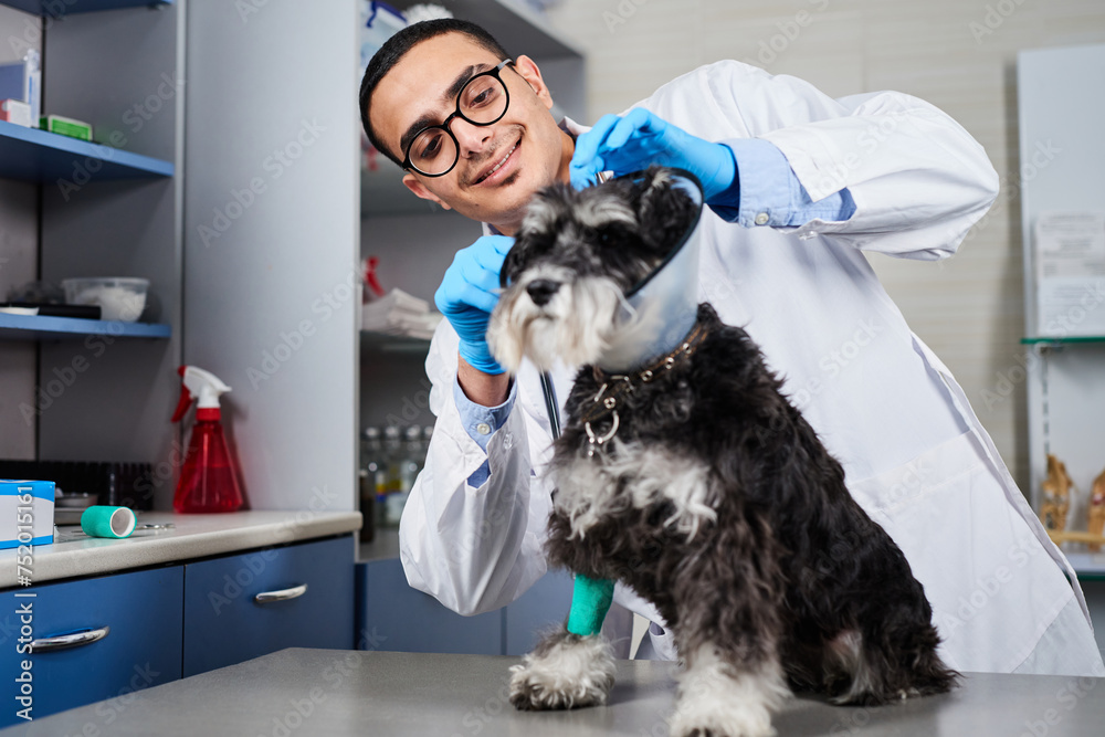 Veterinarian putting on plastic collar on a dog and fixing paw with ...