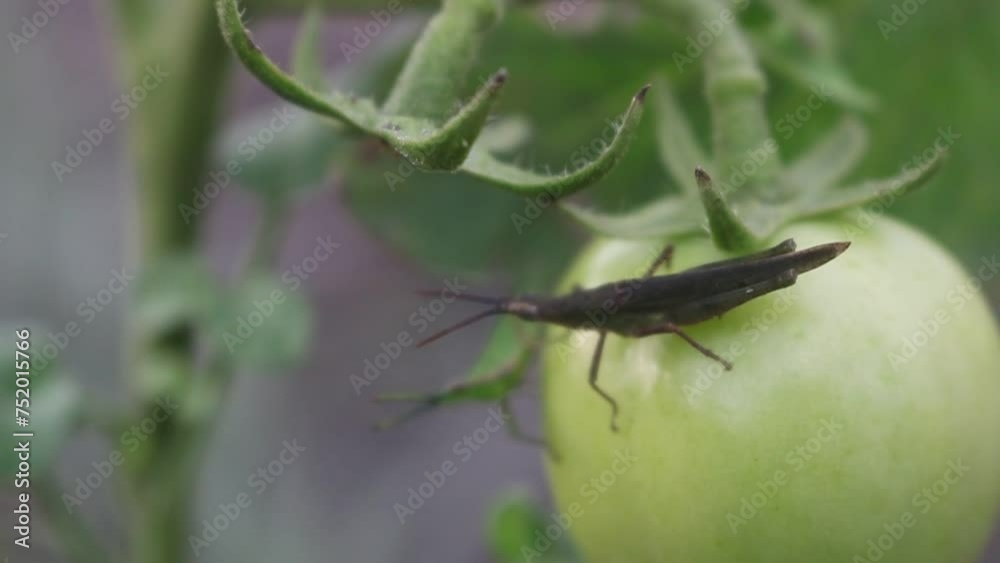 Vidéo Stock Grasshoppers, with their slender bodies and intricate wings ...