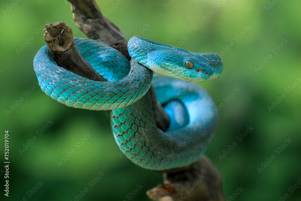 Blue White-lipped Island Pit Viper (Trimeresurus insularis) native to ...
