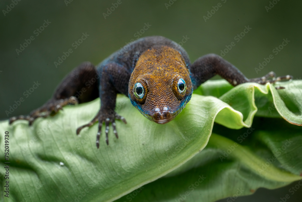Yellow-headed Gecko (Gonatodes albogularis) is a smallish species of ...