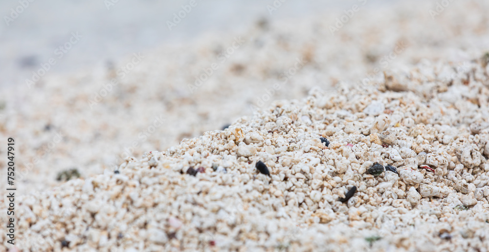 Red Algal Nodules Beach in Udo Island. Red algae nodules are one of the ...