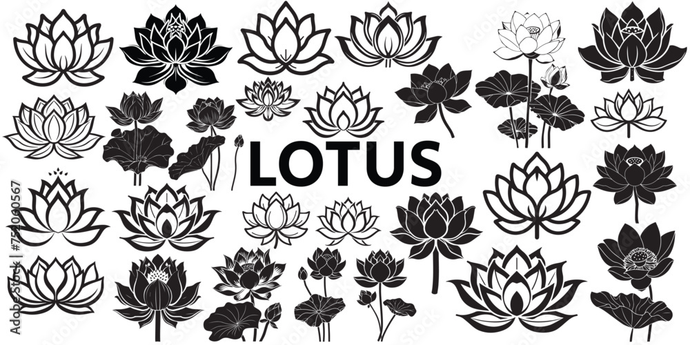 Lotus flower, vector set, drawing, tulip flower, drawing, tulip, set ...