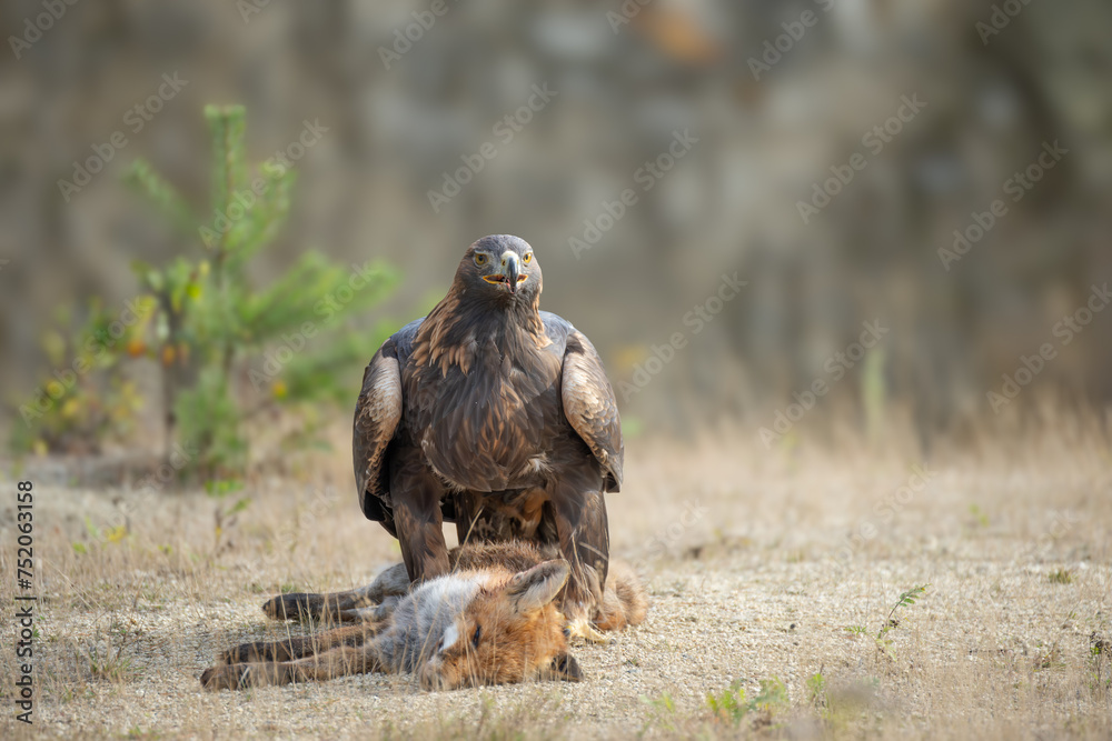 White Tailed Eagle (Haliaeetus albicilla) in flight. Also known as the ...