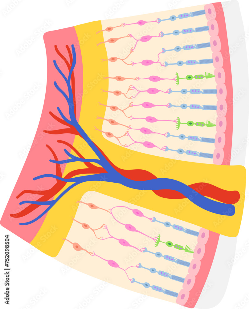 retina academic diagram structure anatomy Stock Vector | Adobe Stock
