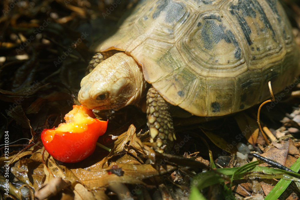 Elongated tortoise in the nature, Indotestudo elongata ,Tortoise ...
