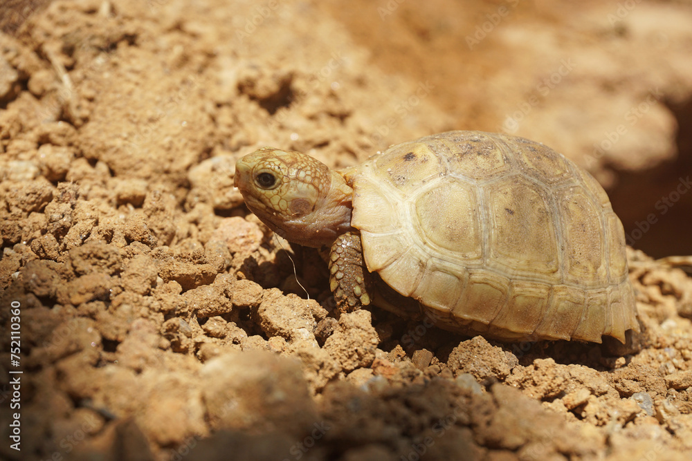 Elongated tortoise in the nature, Indotestudo elongata ,Tortoise ...