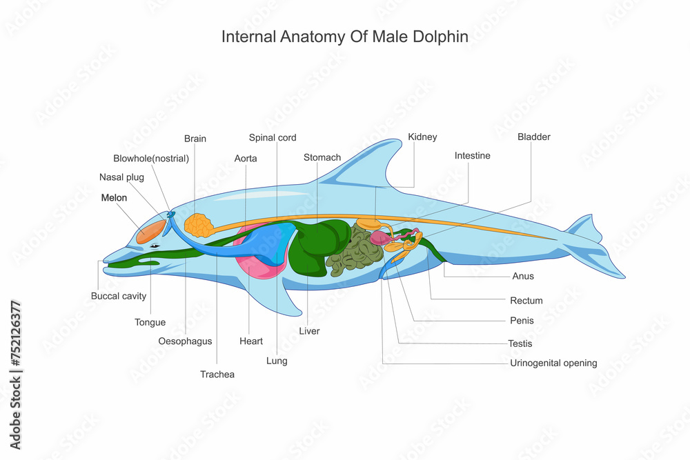 Ilustração do Stock: Internal anatomy of a male dolphin. Physiological ...