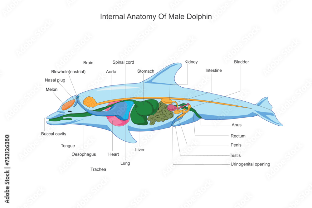 Internal anatomy of a male dolphin. Physiological structure outline ...