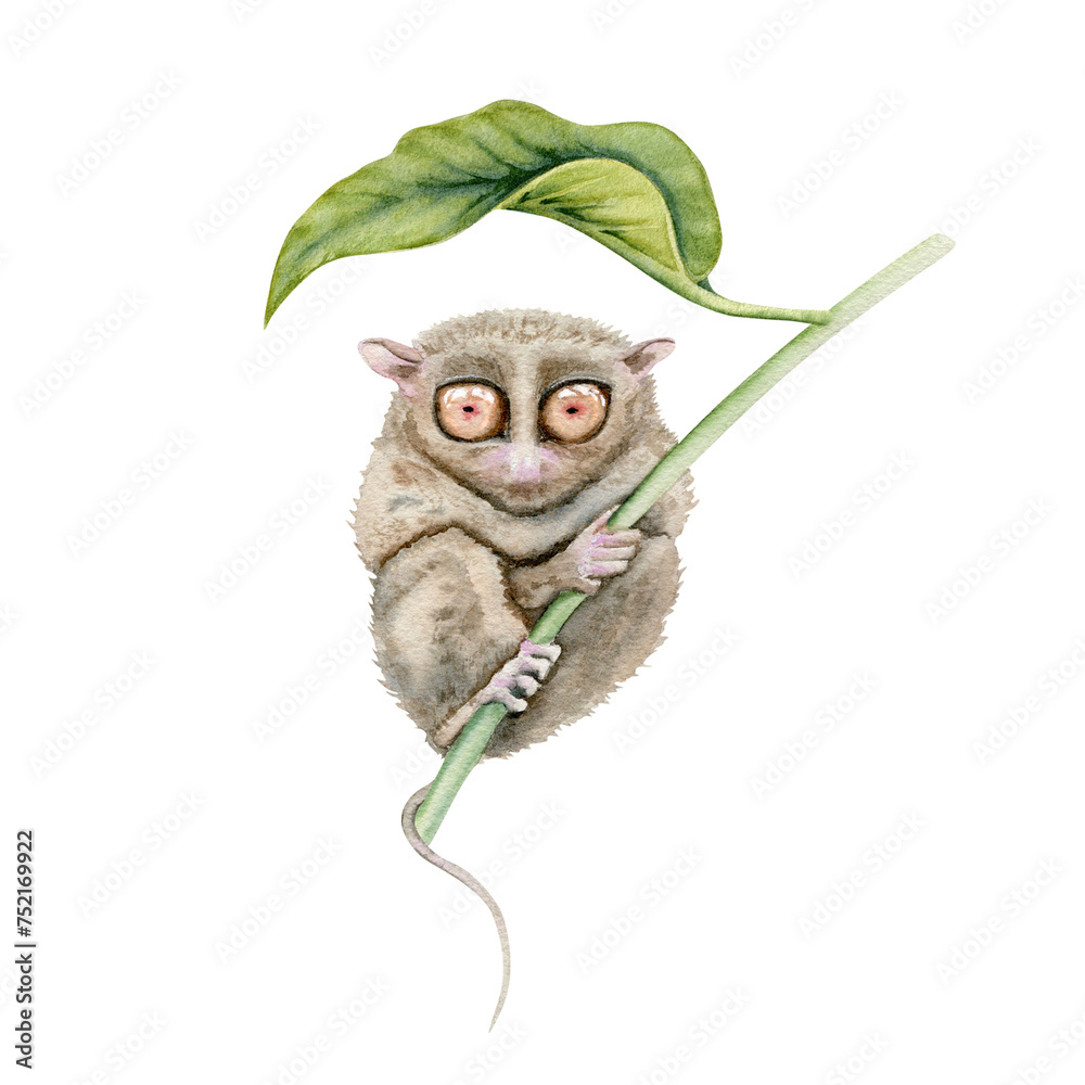 Tarsier under a leaf. Watercolor illustration element on transparent ...