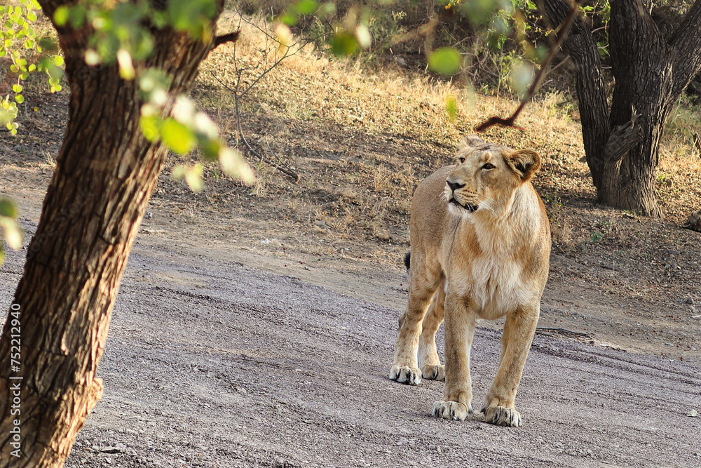 beautiful Asiatic Lion young female. in Gir Forest National Park, Gir ...