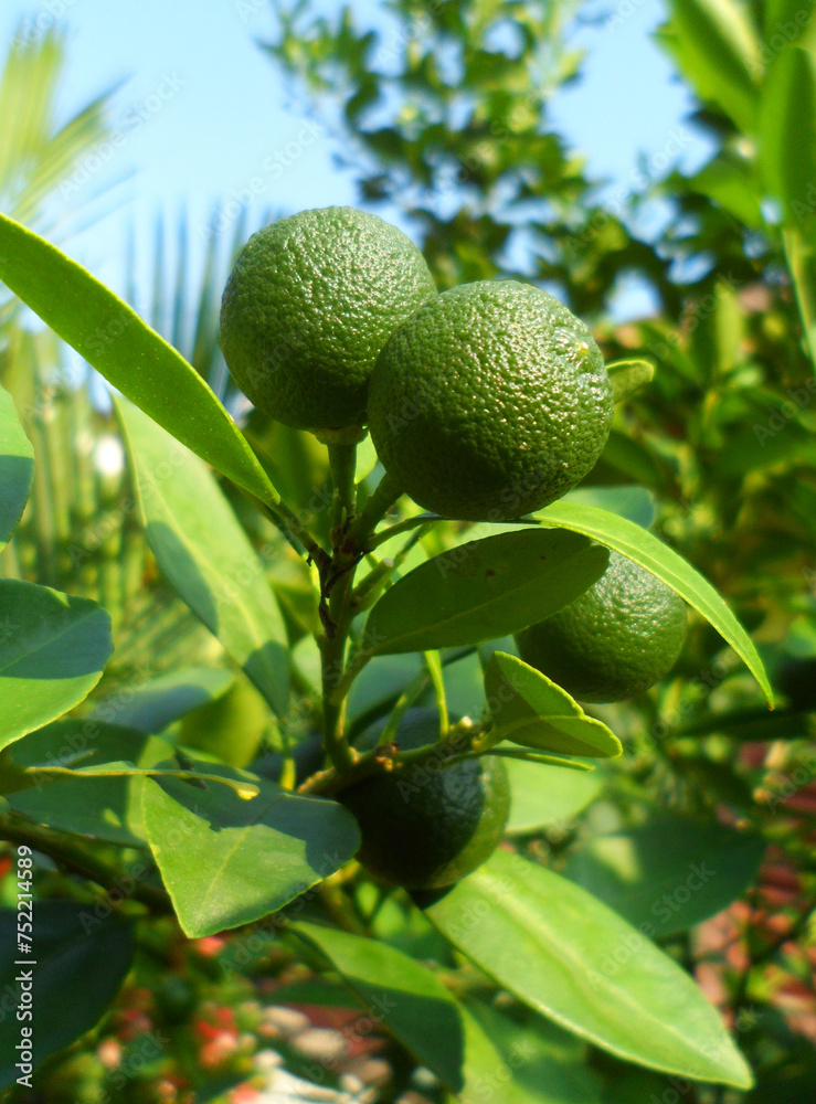 Jeruk kunci is a native plant of Bangka Belitung island, indonesia ...