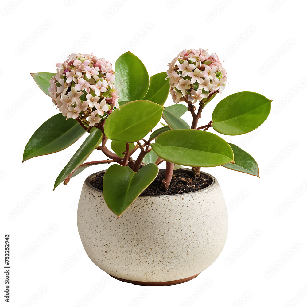 plant in a pot Hoya Carnosa: The Wax Plant in a Pot Isolated on White ...