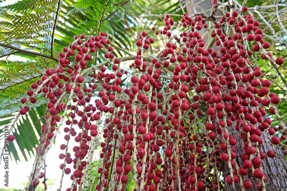 The red globose fruit berries of the Archontophoenix cunninghamiana ...