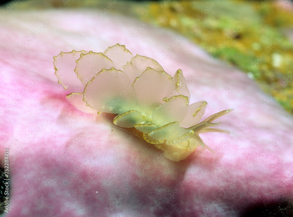 Butterfly cyerce nudibranch, Elegant Sapsucking Slug, Cyerce elegans is ...