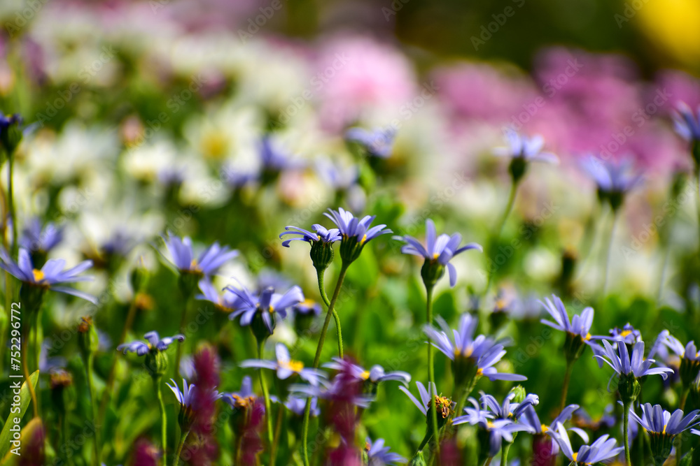 A field of baby blue, purple flowers with the sunlight in the garden ...
