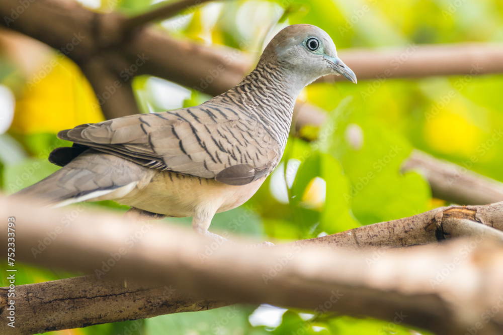 The zebra dove (Geopelia striata), also known as the barred ground dove ...