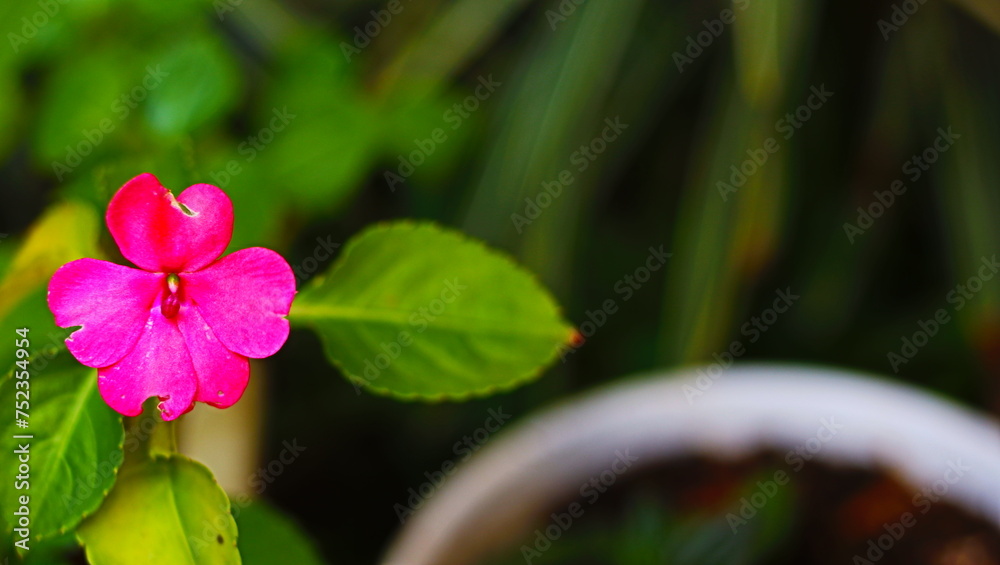 Balsaminaceae have irregular flowers, with five petals. There are lots ...