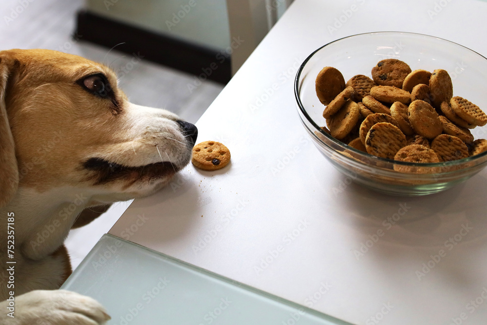 Alone in the kitchen, a hungry beagle dog tries to reach for the ...