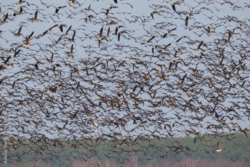 Hundreds of geese of different species are circling in the sky. Most of ...