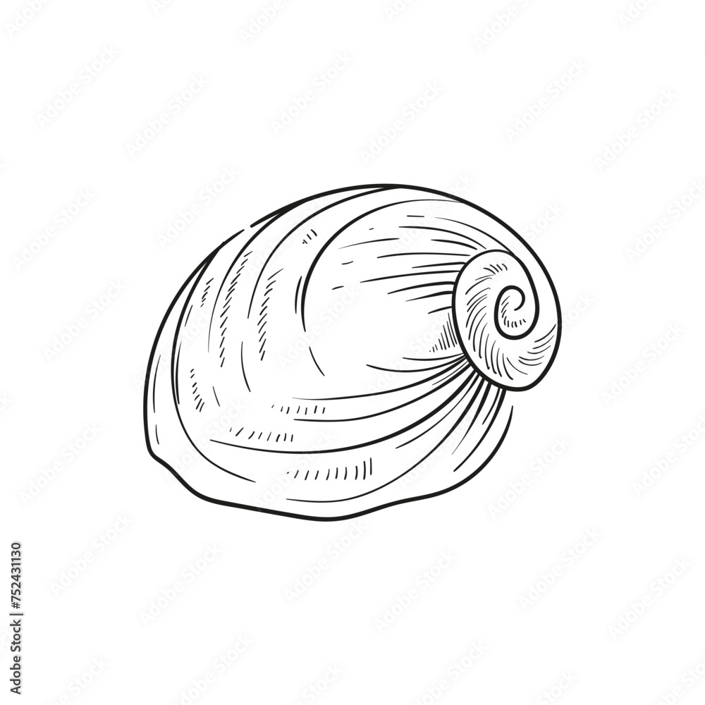 Hand-drawn, engraved line illustrations of realistic mollusk shells in ...