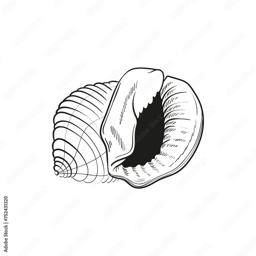 Hand-drawn, engraved line illustrations of realistic mollusk shells in ...