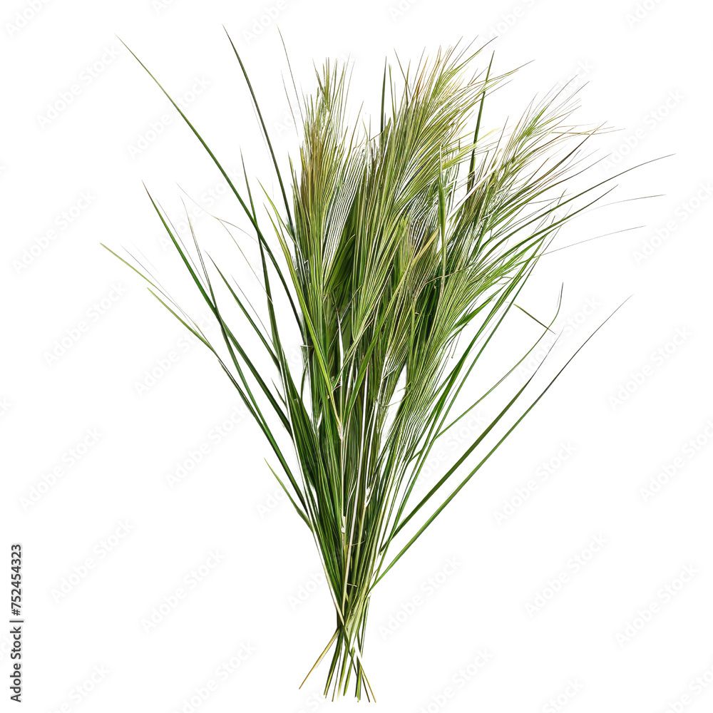 Green Foxtail Grass Bunch PNG, Transparent Image without background ...